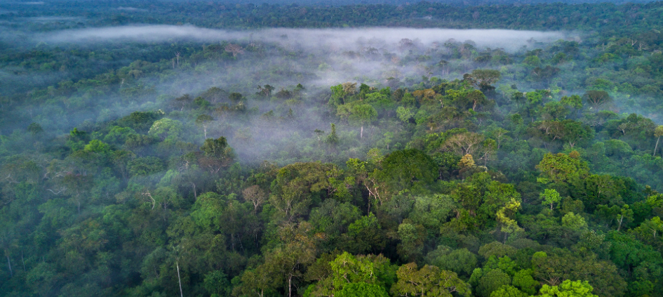Archeologists Uncover Massive Discovery In The Amazon