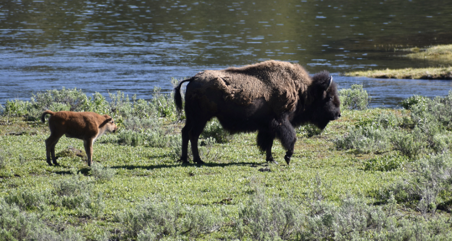 Bison Incident Leads To Substantial Injuries At Yellowstone